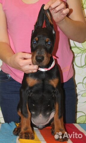 Породные щенки добермана