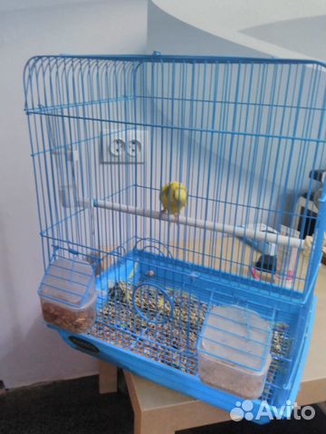 Попугайчик