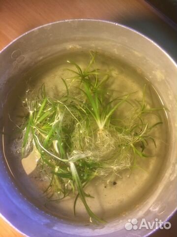 Сигитария и ротала до завтра