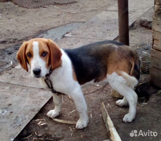 Эстонская гончая