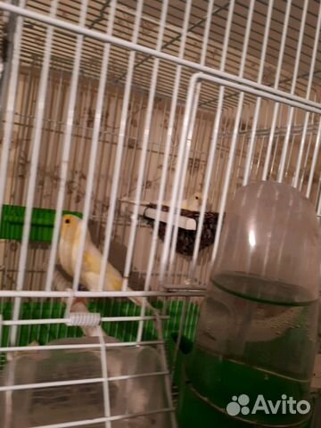 Канарейка пара жолтый мозайка