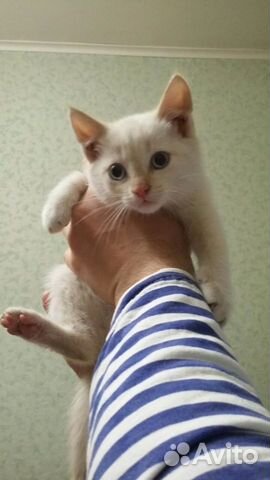 Ласковые мурлыки (отдам котят в хорошие руки)