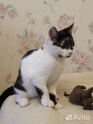 Котенок Плюш черно-белый, плюшевый озорник