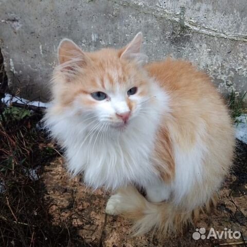 Молодая кошечка