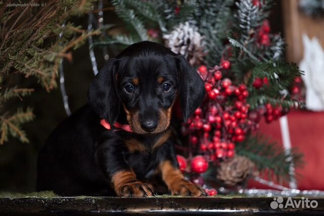Малыши- таксята с документами РКФ