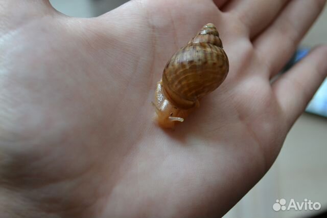 Улитка ахатина иммакулята пантера