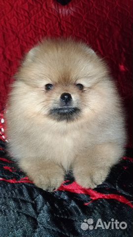 Две девицы красавицы