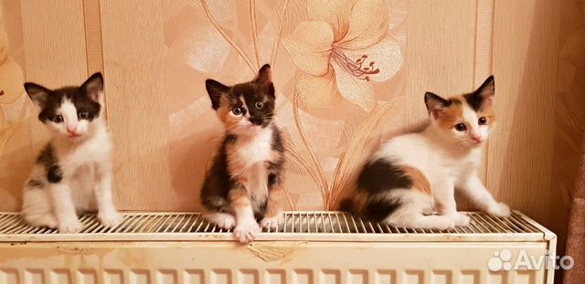 Пушистые крошки Котята в добрые руки