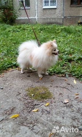 Хотим жениться