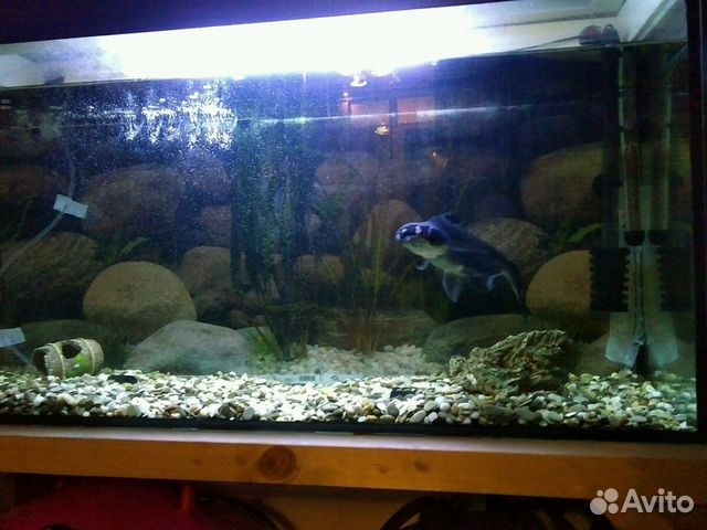 Аквариум
