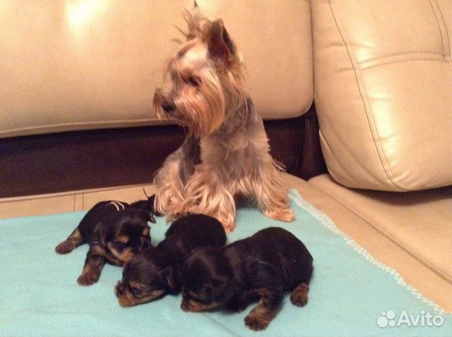 Щенки йоркширского терьера
