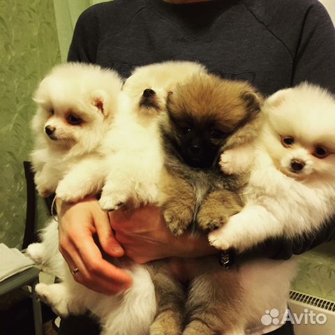 Прмеранский шпиц. Малыши медвежата