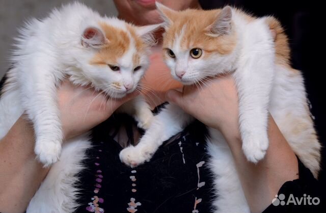 Кошечки в добрые руки