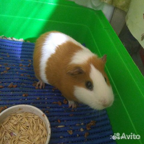 Отдадим морскую свинку