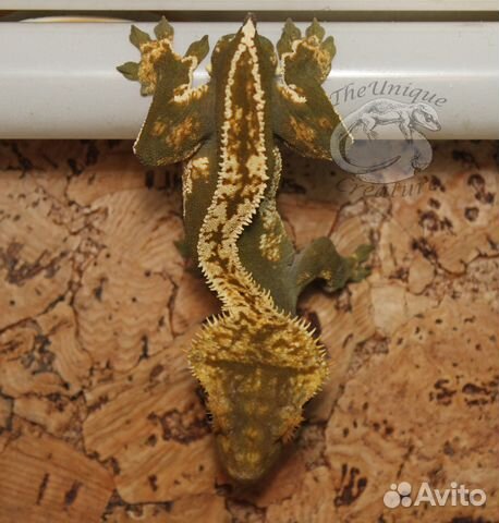 Реснитчатый геккон бананоед- Correlophus ciliatus