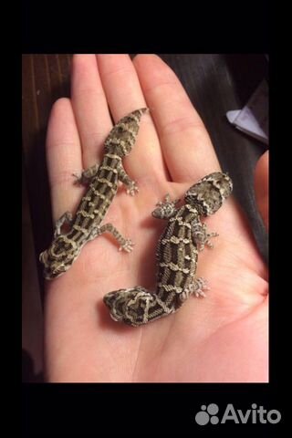 Гадюковый геккон