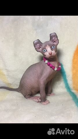 Сфинксы и Эльфы кошечки