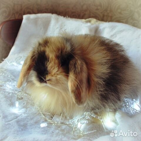 Карликовый кро. Лисичка