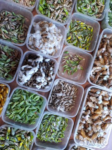 Продам тропических куколок бабочек для выставки