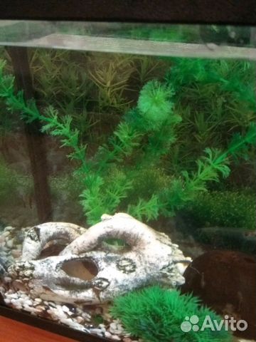 Сомики Анцитрус