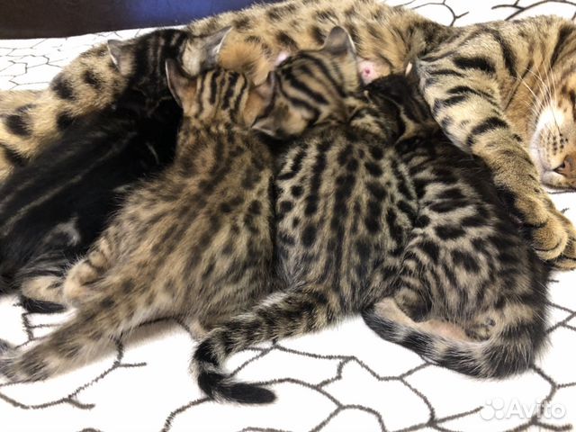Продам бенгальских котят