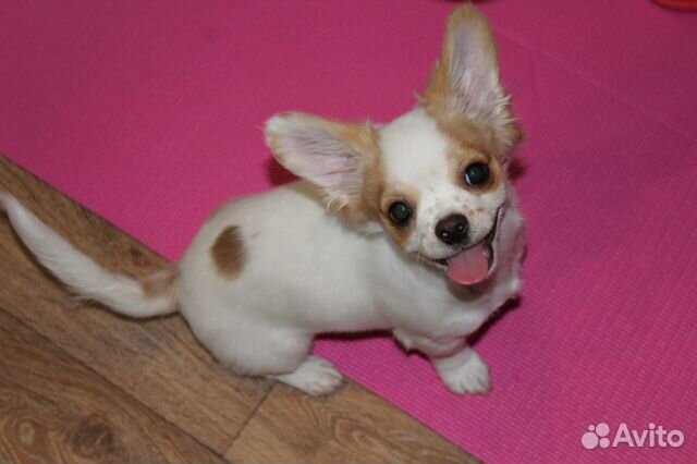 Белоснежные снежинки