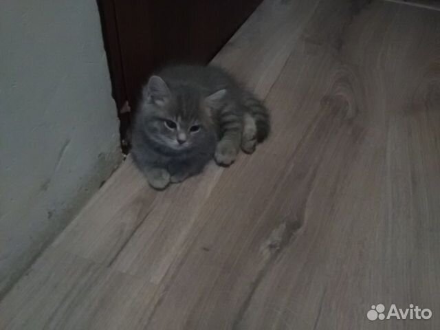 Британские котята
