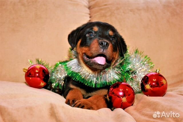 Щенок ротвейлера (сука), от титулованных родителей