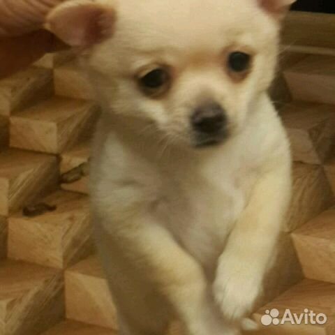 Продаю чихуашку