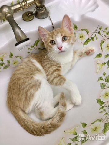 Котенок в добрые руки