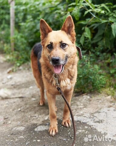 Пальма-замечательная собака Отдаётся в дар