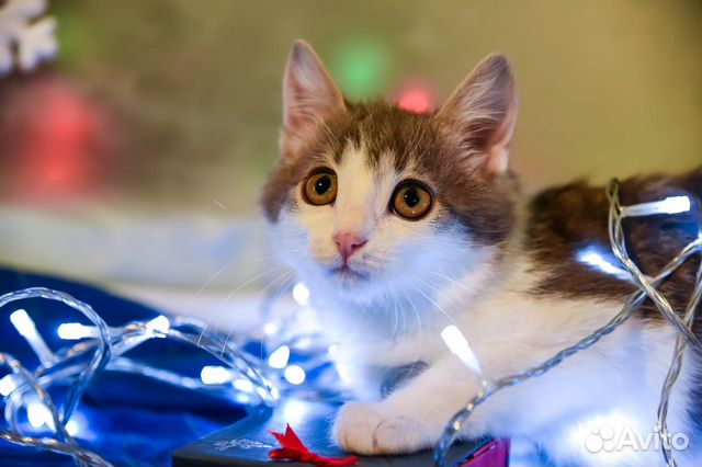 Шикарные котята ищут хозяев