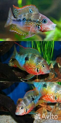 Цихлазома Эллиота(лат. Thorichthys ellioti