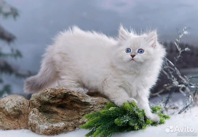 Невские маскарадные котята