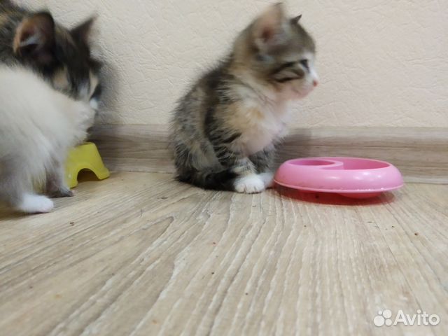 Отдам в добрые руки красивых котят