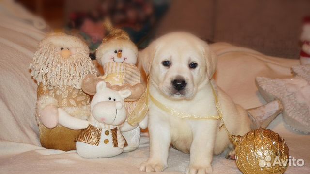 Мальчиши -крепыши