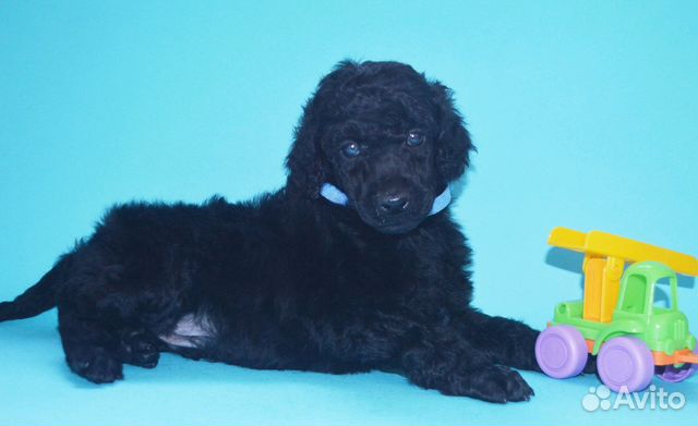 Щенок большого(королевского) пуделя