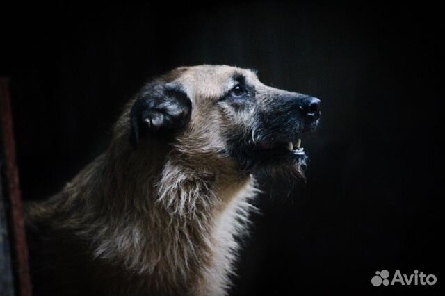 Необычная и очень душевная собачк ищет дом