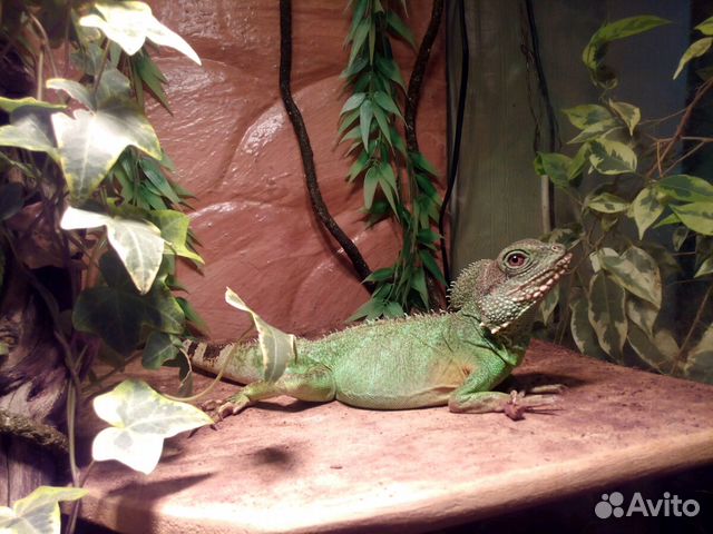 Водная агама +террариум