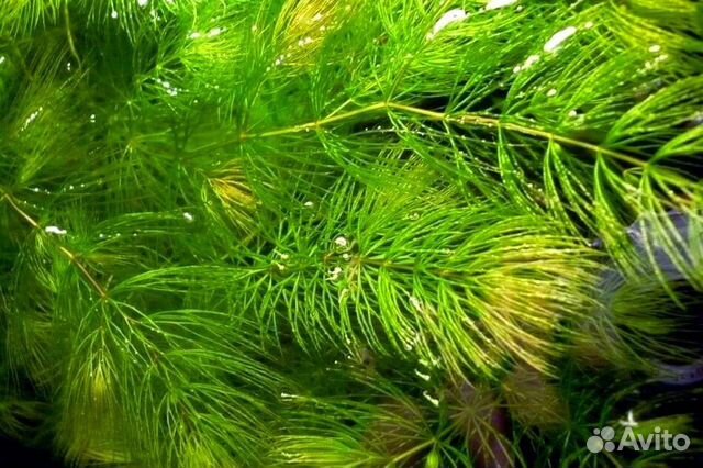 Роголистник ведро и ряска