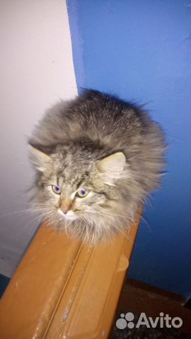 Масечка