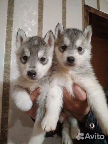 Щенки хаски. Питомник