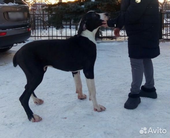 Пристраивается немецкий дог