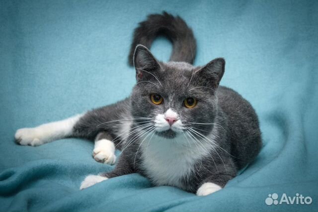 Молодой котик в добрые руки
