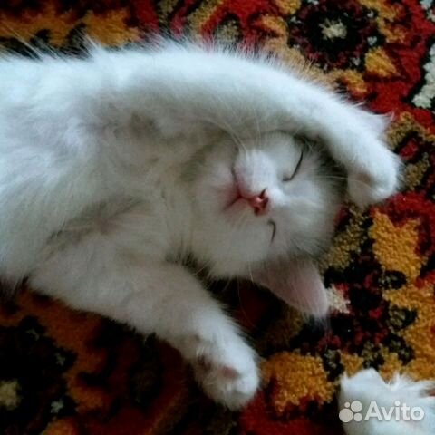 Шотландская длинношерстная прямоухая