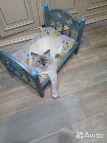 Котята рэгдолл (регдол, регдолл, тряпичная кукла)