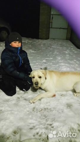 Потерялась собака