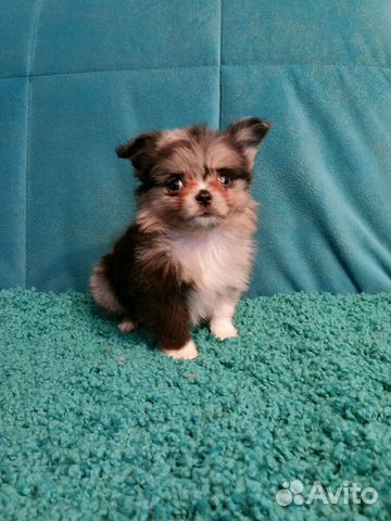 Помчи. Дизайнерская порода собаки