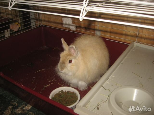 Отдам декоративного кролика ангора