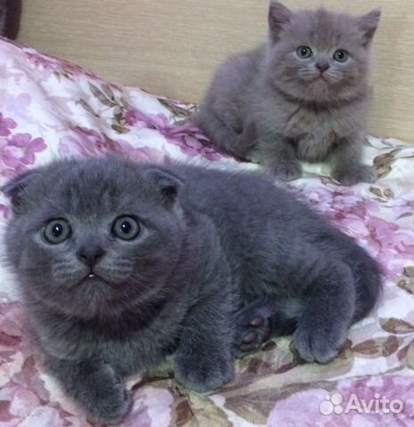 Британские плюшевые котята